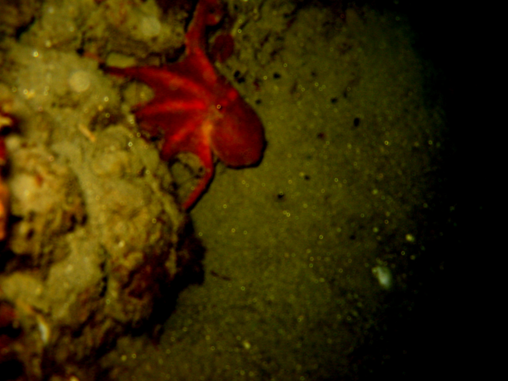 Two-Spotted Octopus - Scuba and Snorkeling in La Jolla